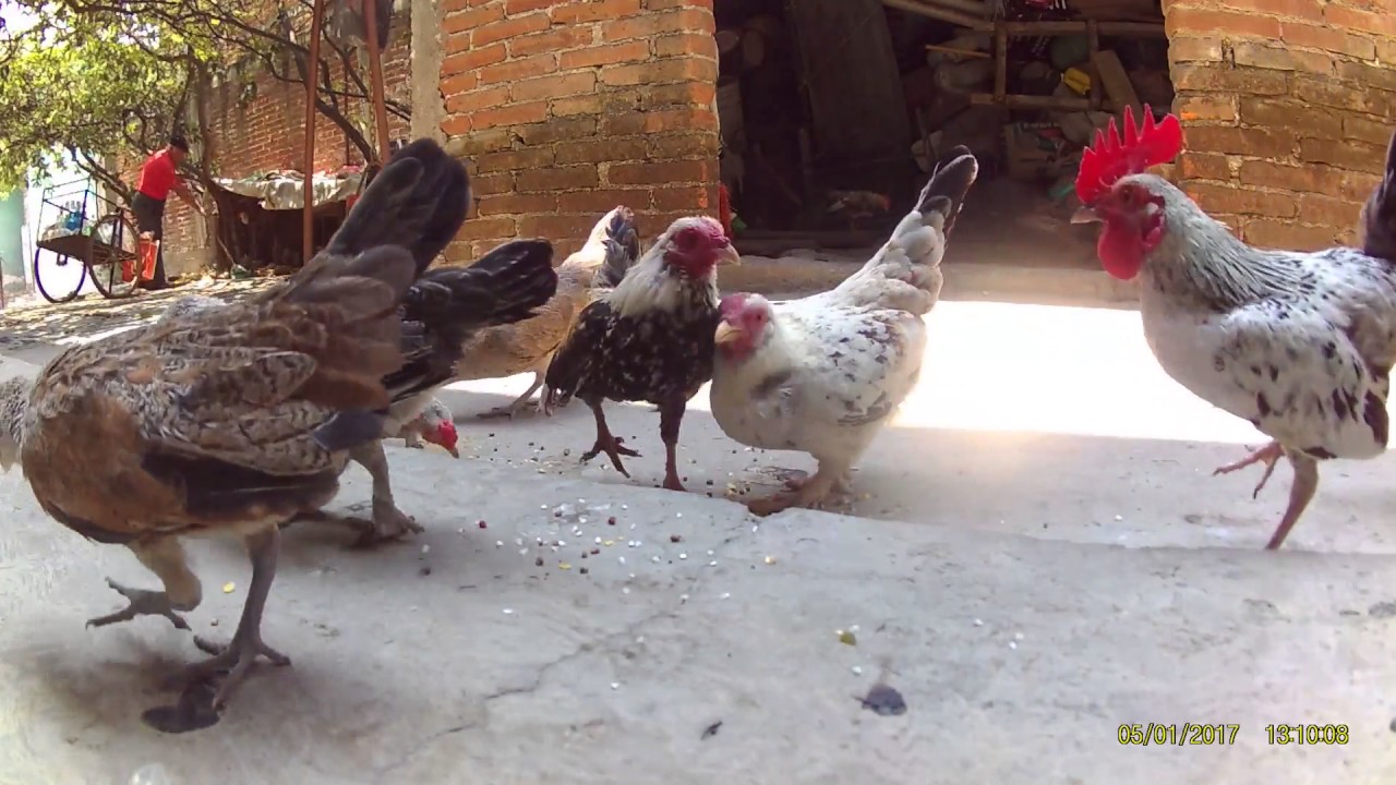 ALIMENTANDO A LOS ALEQUINES ADOLESENTES CON ALIMENTOS COMBINADO - YouTube