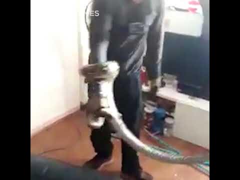 2.5-meters-long Python found in Singapore apartment - YouTube