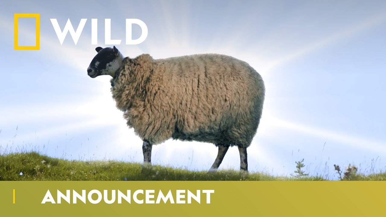 Celebrating Sheeps? | Big Cat Week | National Geographic Wild UK - YouTube