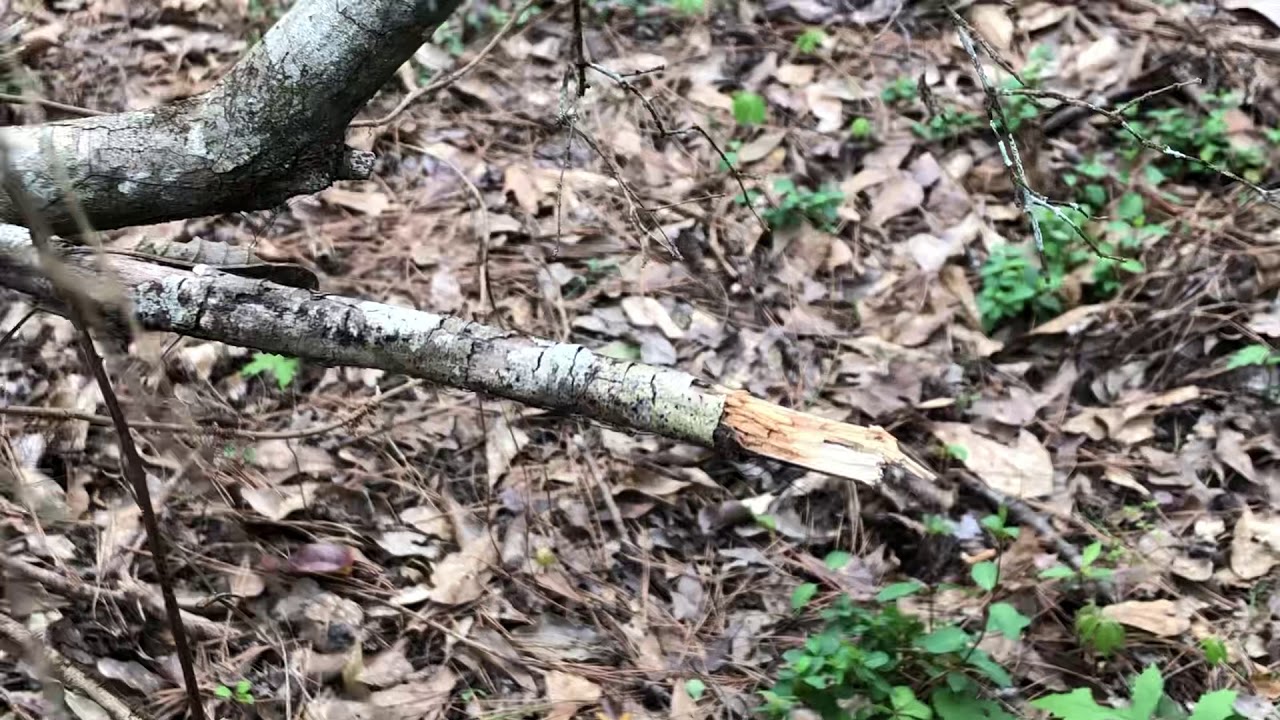 Bigfoot Evidence? A walk in the woods - YouTube