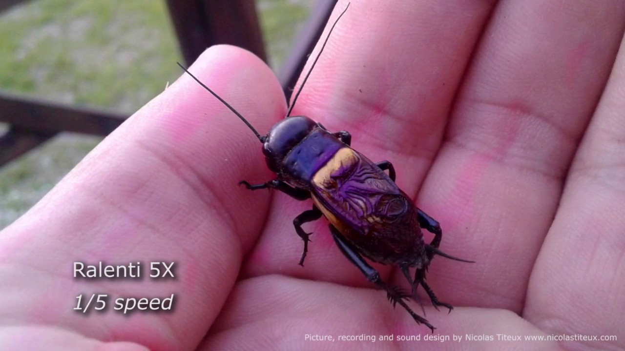 Sound Design - Pitch shift - Field cricket - YouTube