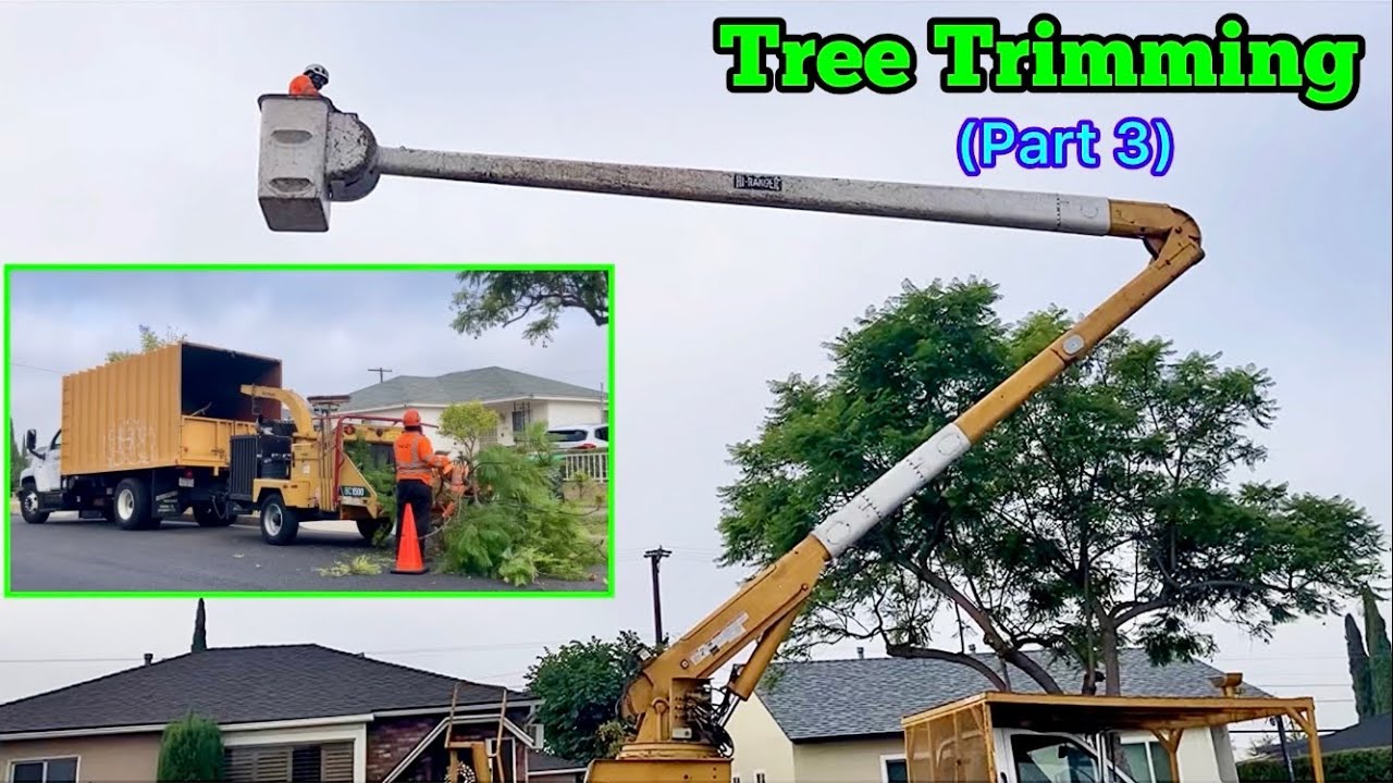 Tree Surgeon (Tree Trimming)｜COMPLETE PROCESS｜Bucket Truck ｜Wood ...