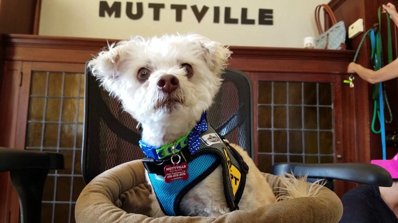 Benji, a Maltese mix or Poodle mix at Muttville - YouTube
