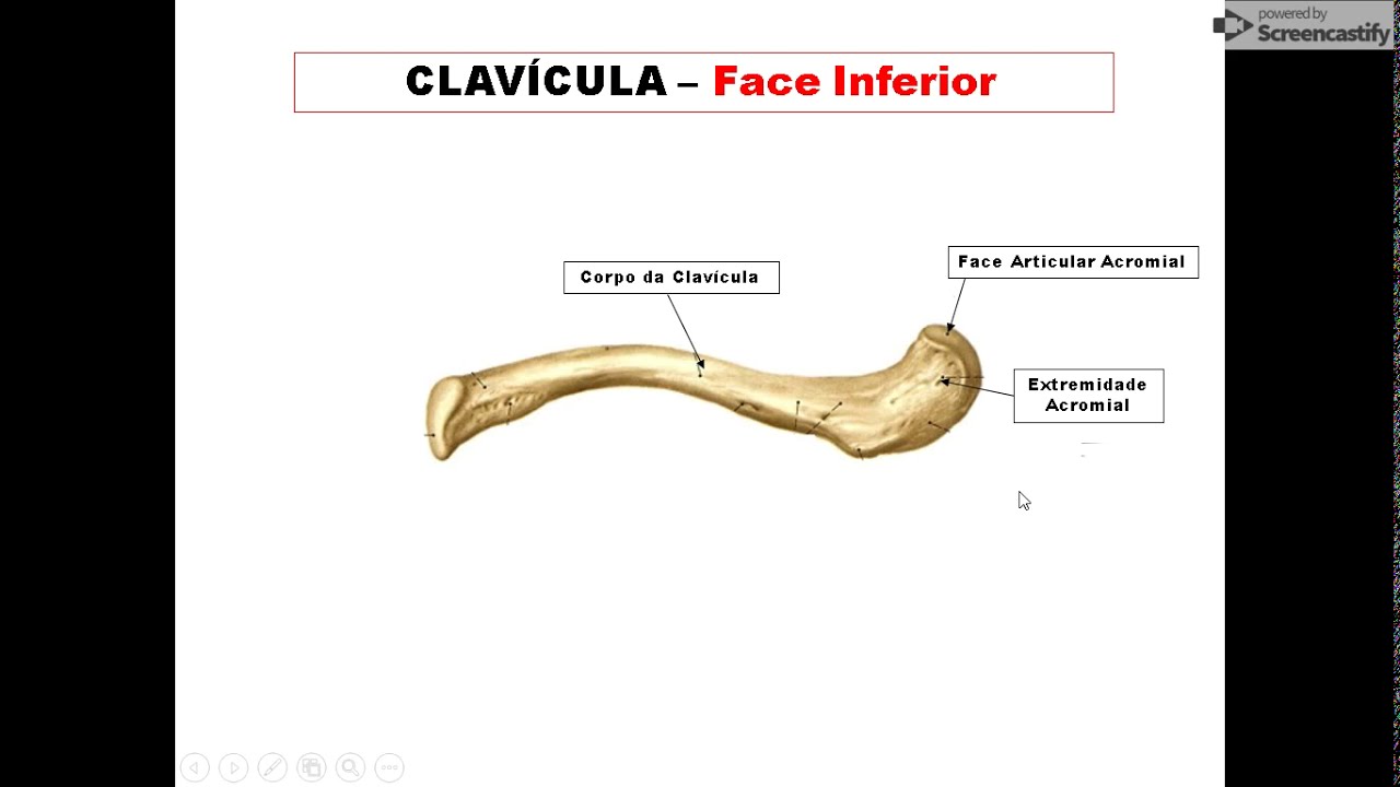Anatomia - Clavícula #8 - YouTube