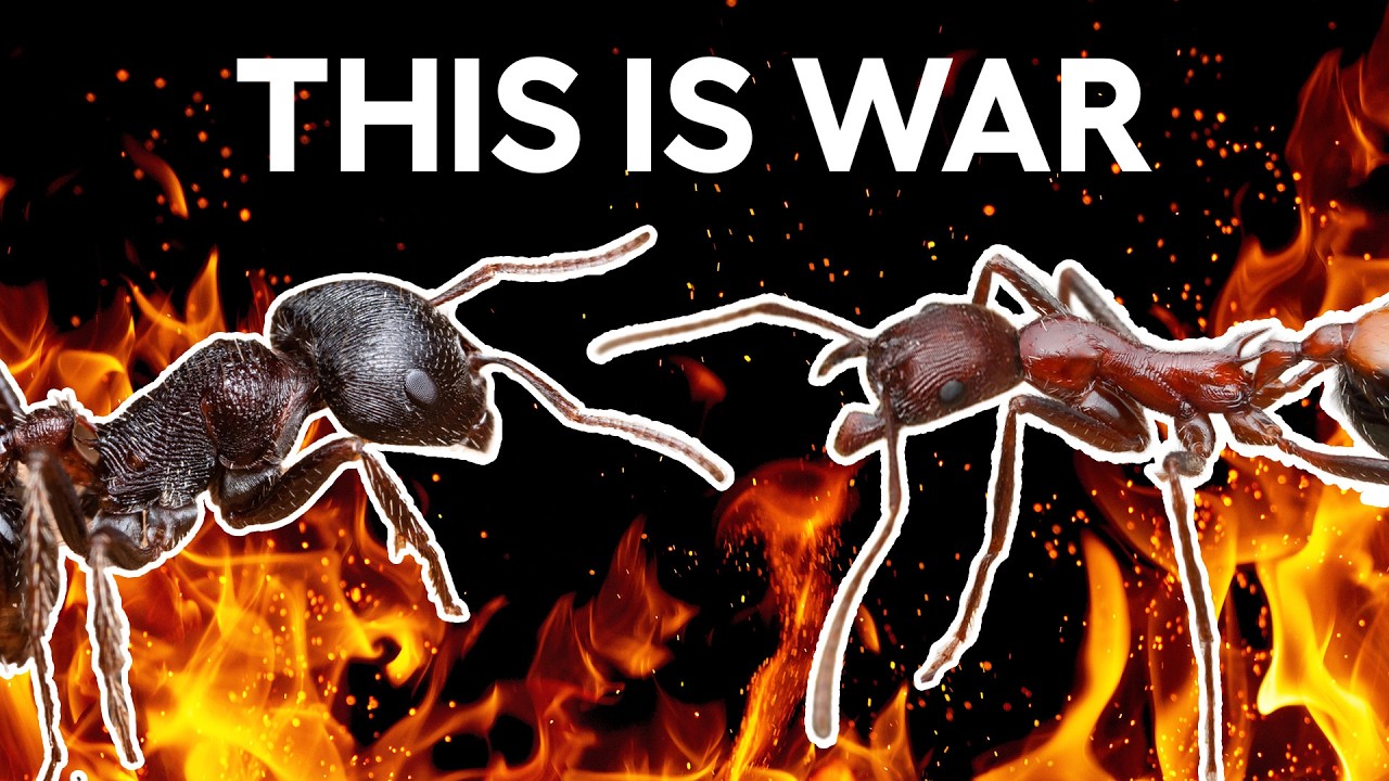 My ant colonies face off in an arms race to power! - YouTube