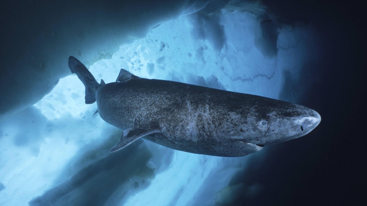 Deeeep. io Sleeper Shark PD! - YouTube