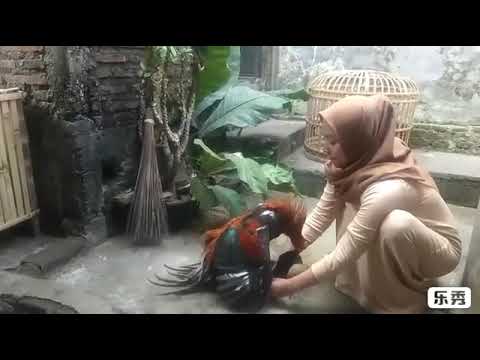 WANITA HIJAB MEMBANTU PERKOSAAN