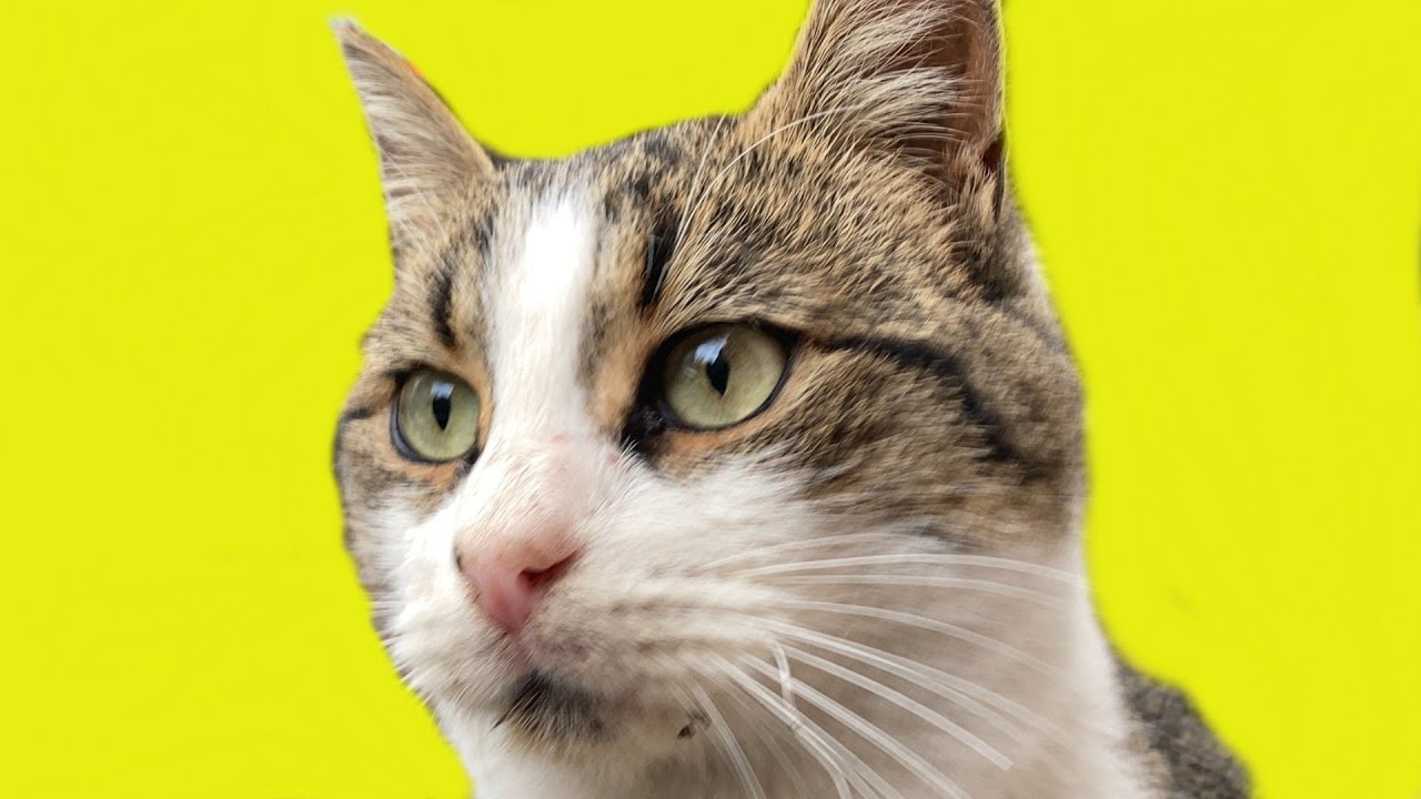 My favorite male stray cat. very charismatic :) - YouTube