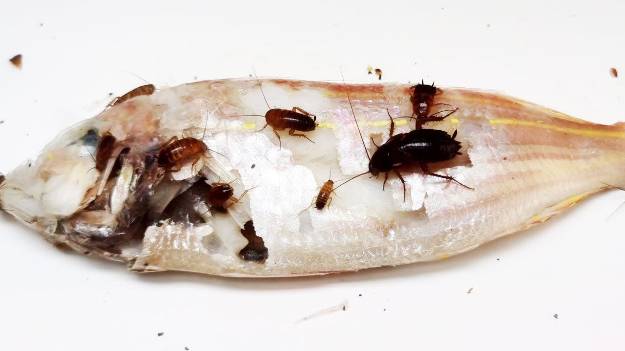 Cockroachs Eating fish Timelapse - YouTube