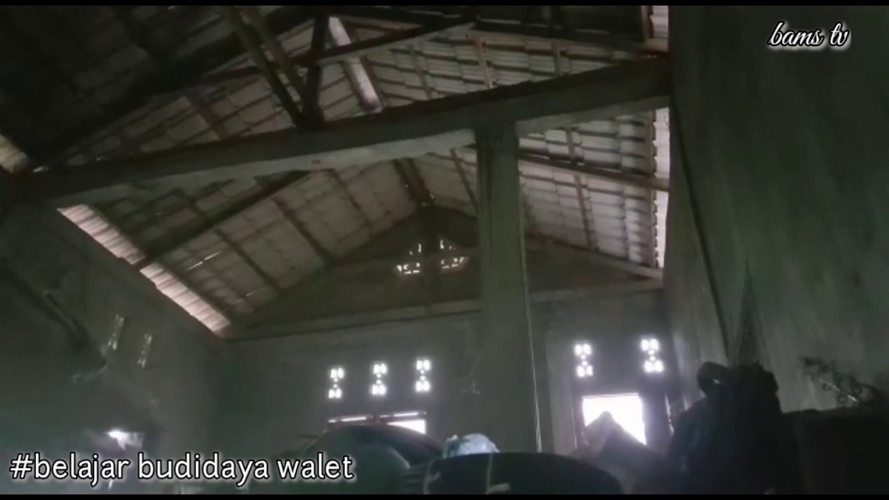 Belajar ternak walet part 1 - YouTube