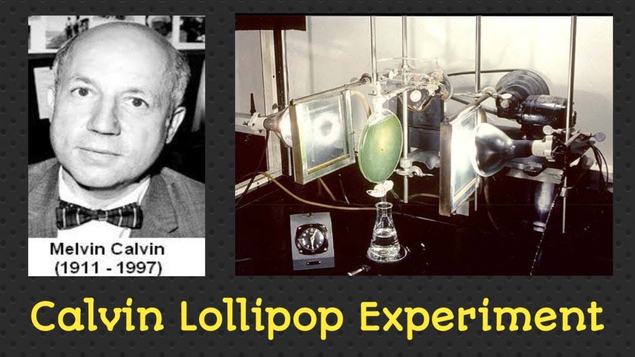 CALVIN'S LOLLIPOP EXPERIMENT #darkreaction #calvin #photosynthesis # ...