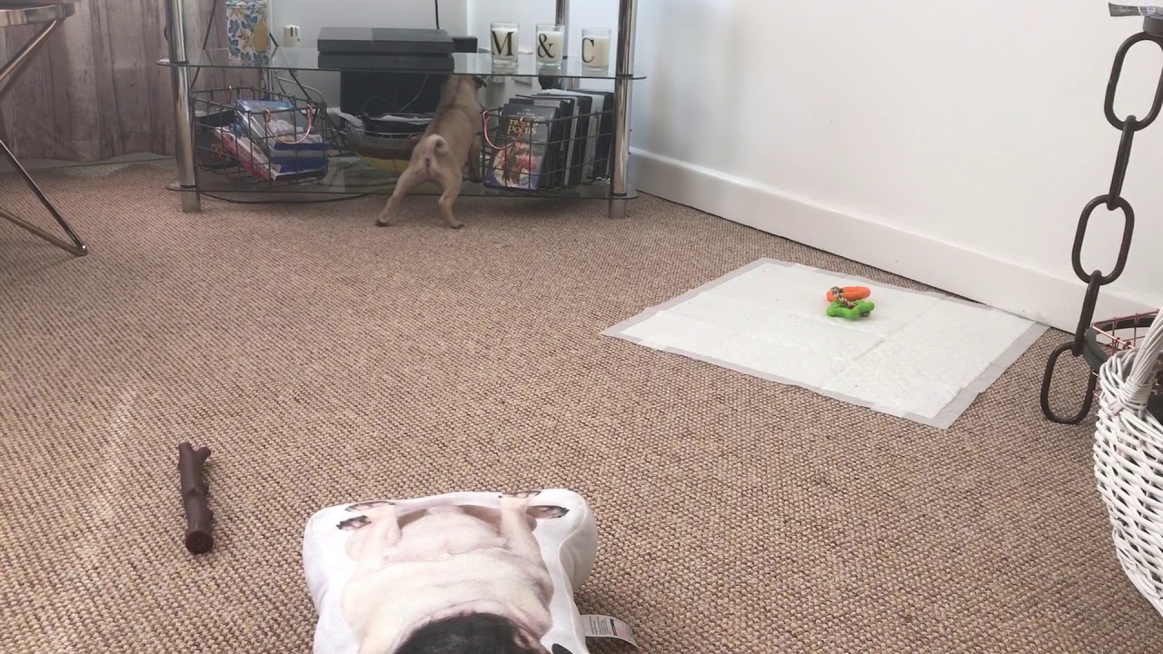 Cheeky Pug Puppy Exploring New Home - YouTube