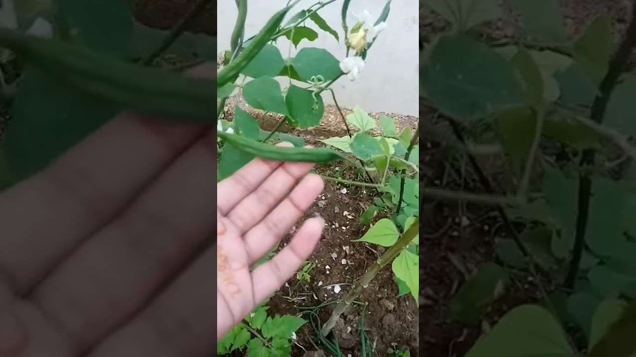 Growing Sem Vegetables In my Terrace Garden | #terracegarden #green # ...