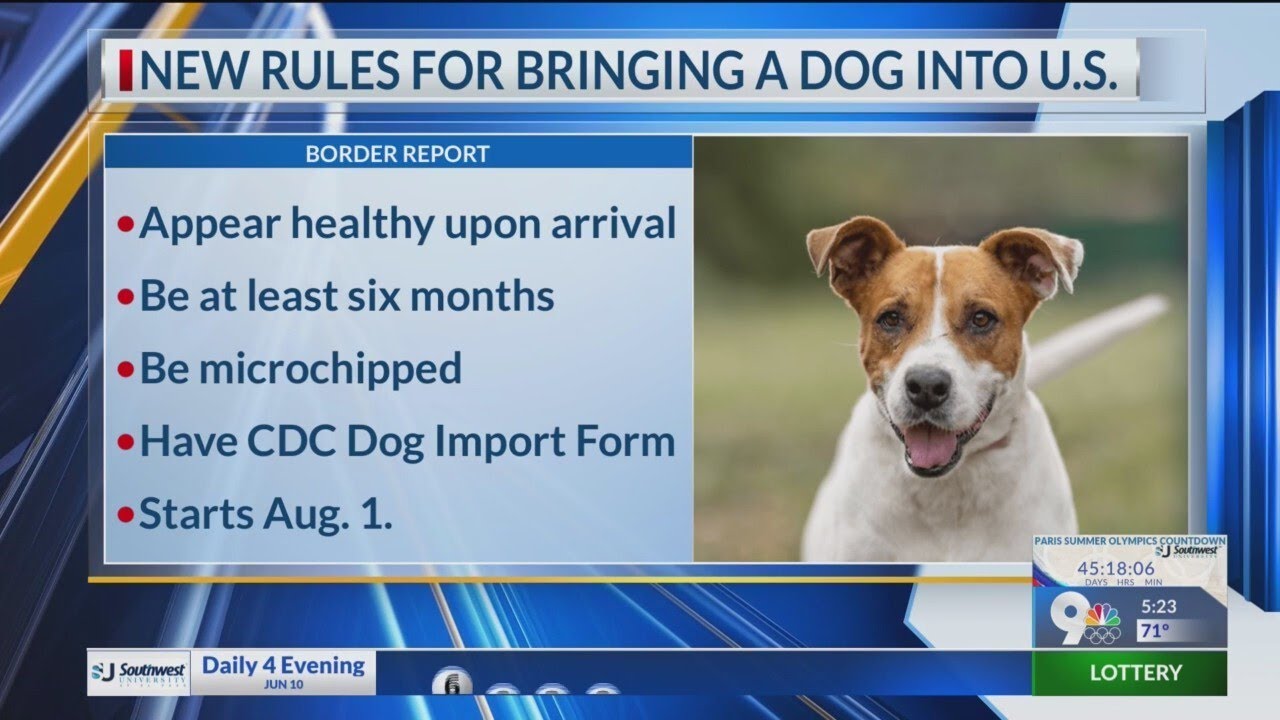 CDC announces new rules for bringing a dog into the US - YouTube