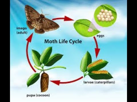 life cycle of Oleander moth/ army moth@amazing transformation - YouTube