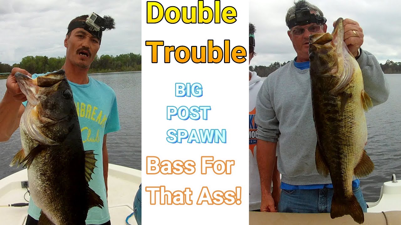 POST SPAWN GIANTS! Bass Fishing With Wild Gold Shiners! North Florida ...