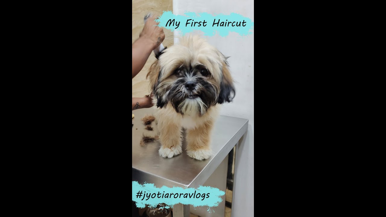 Berry's First Haircut | Lhasa Apso Haircutting | Jyoti Arora Vlogs ...