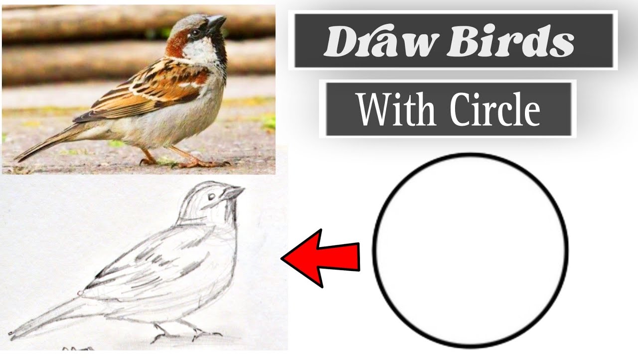 Draw Different Bird's Angle With Circle | Learn How to Draw Sparrow ...