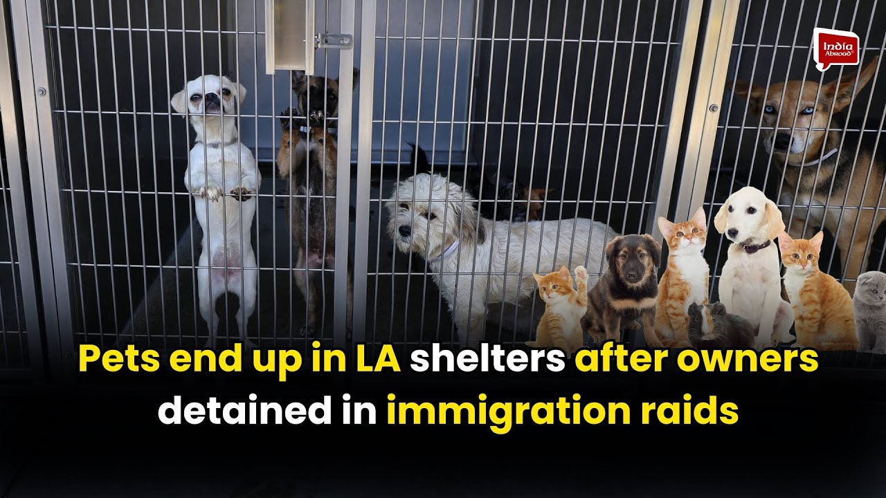 Left Behind: Pets Land in LA Shelters After Immigration Raids | India ...