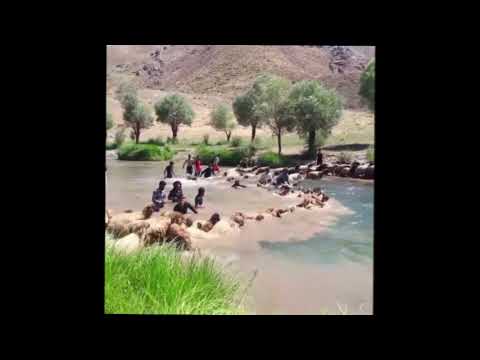 SİİRT- PERVARİ (HOSYAN ) KÖYÜNDE YÜZ YILLIK GELENEK YAŞATILIYOR