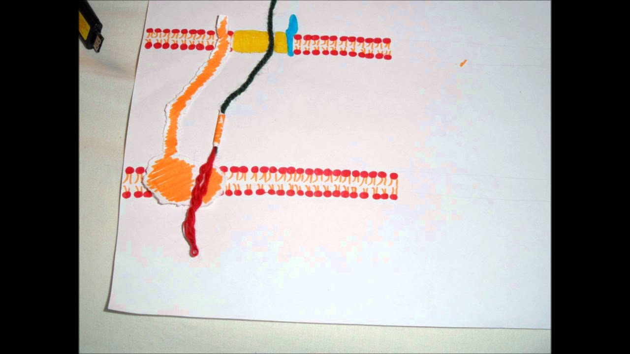 Mitochondria import system part four: to the intermembrane space II ...