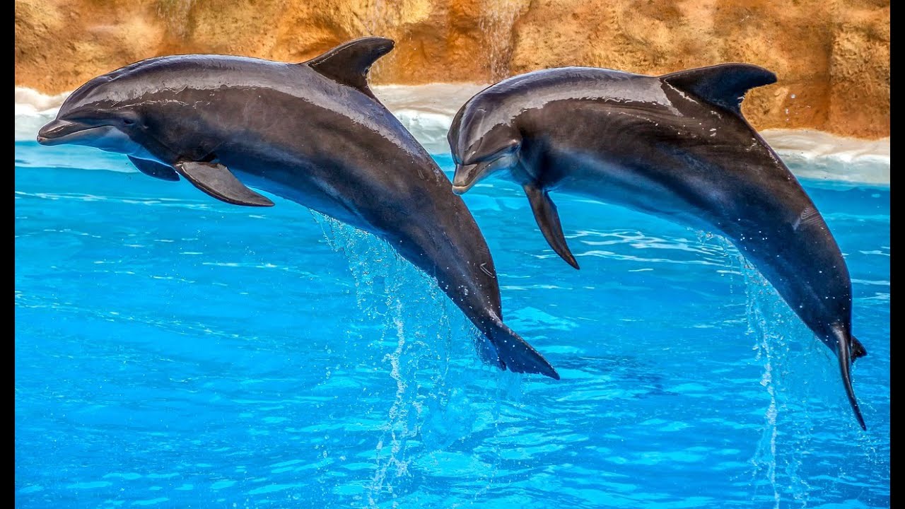 RELAXING MUSIC WITH DOLPHIN - YouTube