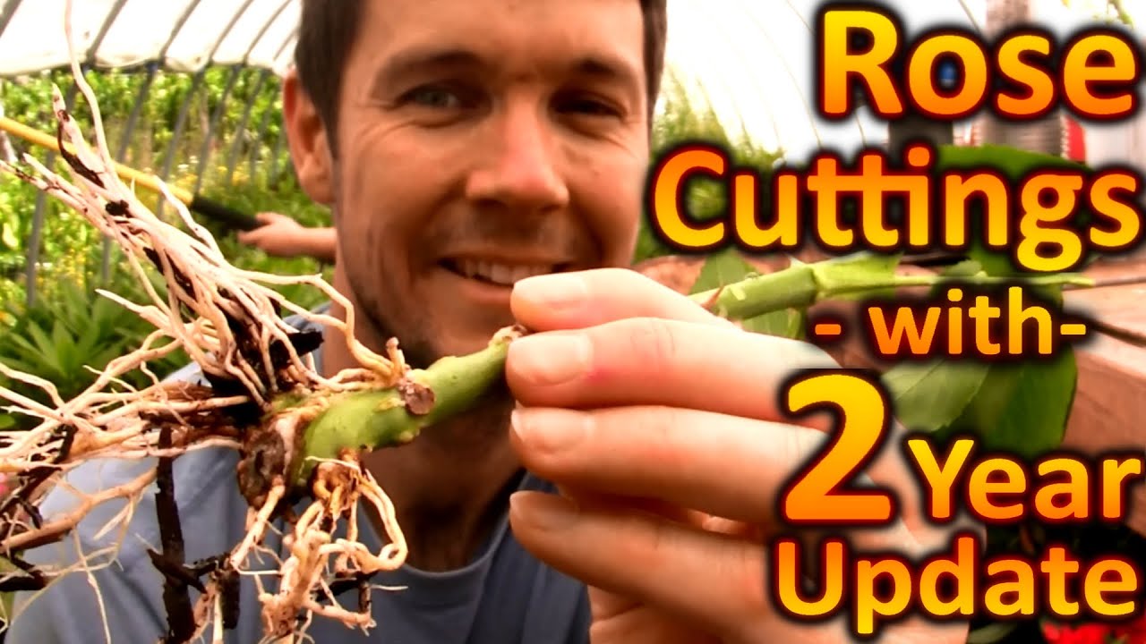 How to Grow Roses from Cuttings Fast and Easy with 2 Year Timelapse ...