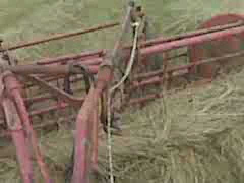 Raking hay with Massey Ferguson 585 Side Delivery Rake - YouTube