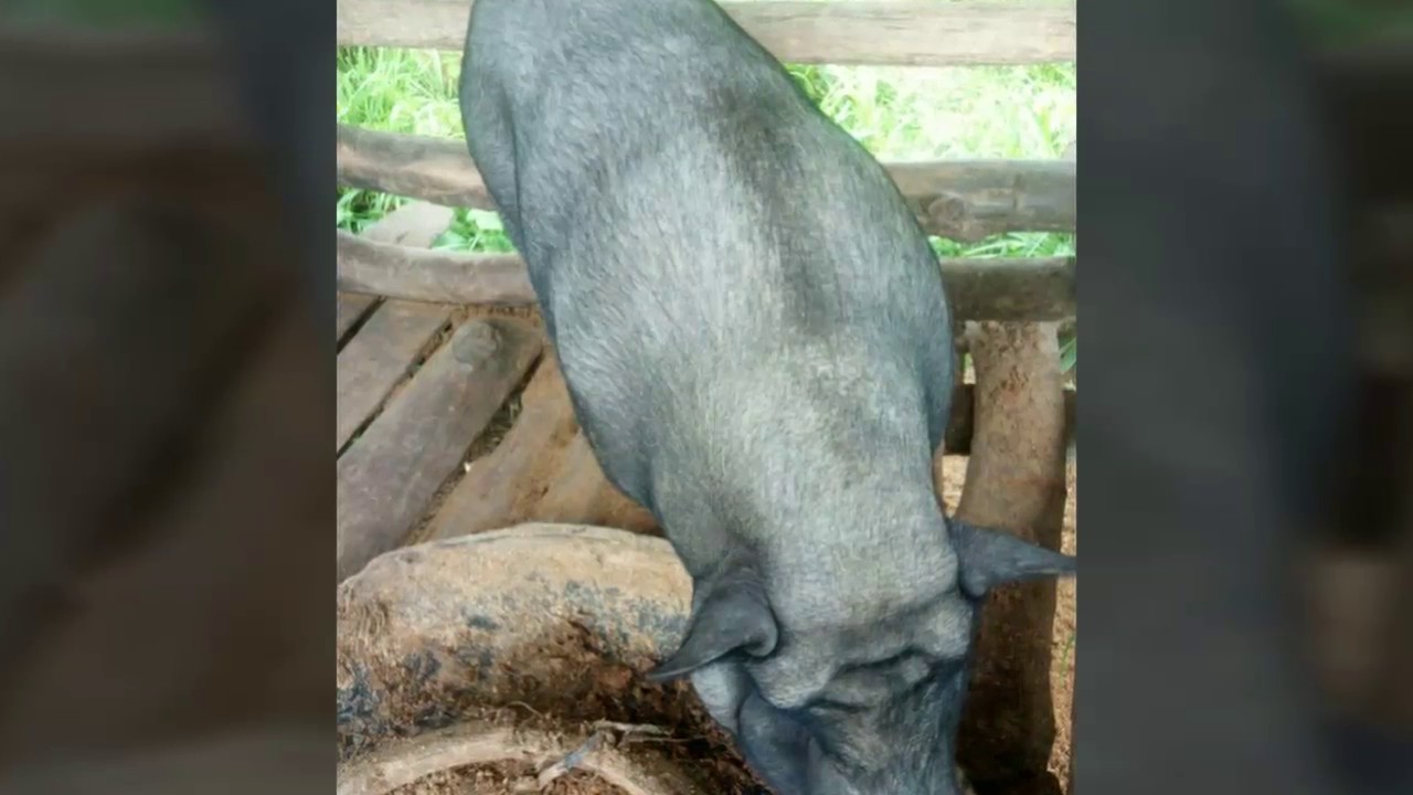 Siab kho siab - YouTube