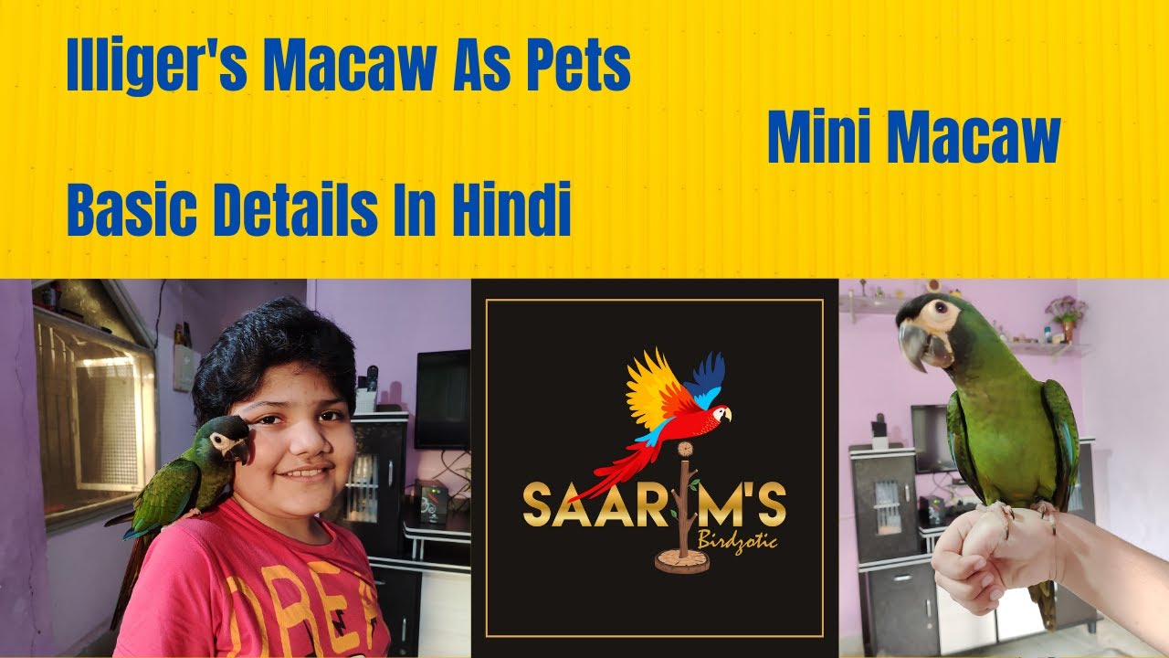 Illiger's Macaw As Pets || Basic Details In Hindi || Mini Macaw ...