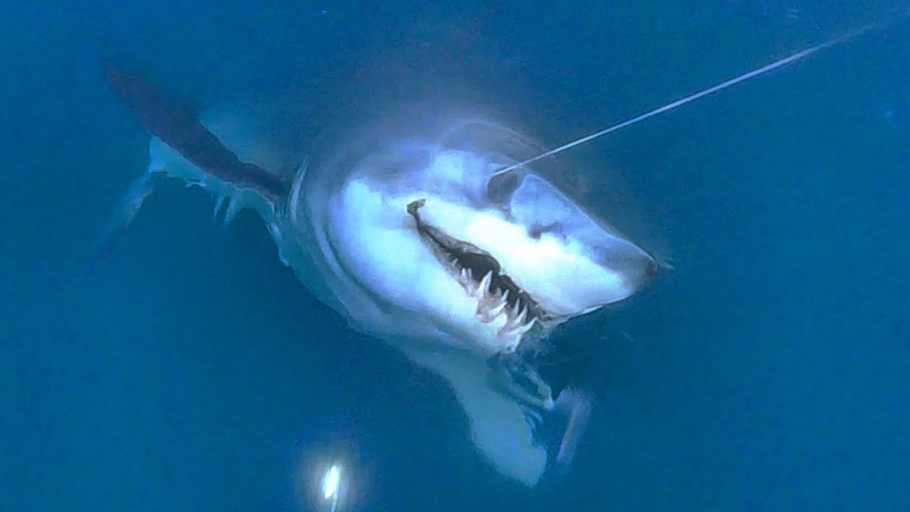 Squalo Mako a Viareggio! - YouTube