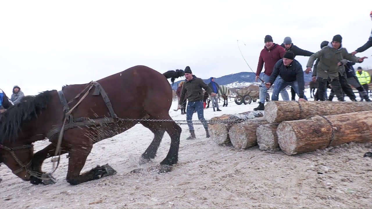 Cai munciți la pădure dl. Doru de la Voitinel - YouTube