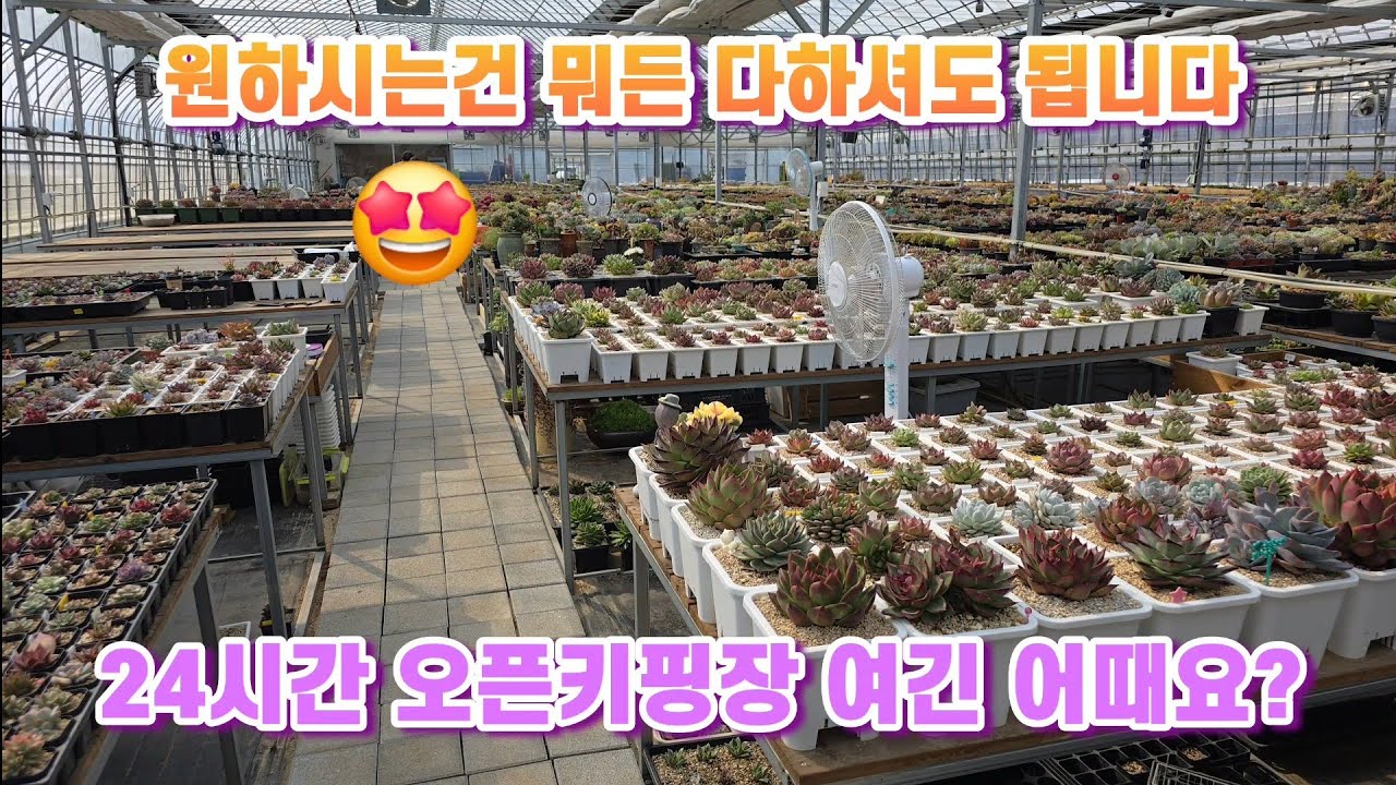 24시간 여성전용 키핑장 들어는 보셨나요 시설짱 자유로운 이용시간도짱 다육이도 이뻐져서짱 사장님 마인드도짱인 다육 키핑장 사고
