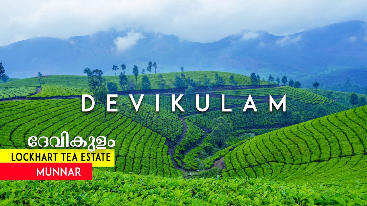 ദേവികുളം മൂന്നാർ | devikulam tea estate munnar | lockhart estate ...