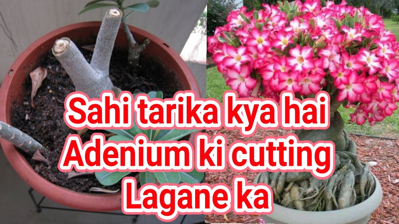 propagating desert rose from cuttings/ खूबसूरत फूल adenium को कटिंग से ...