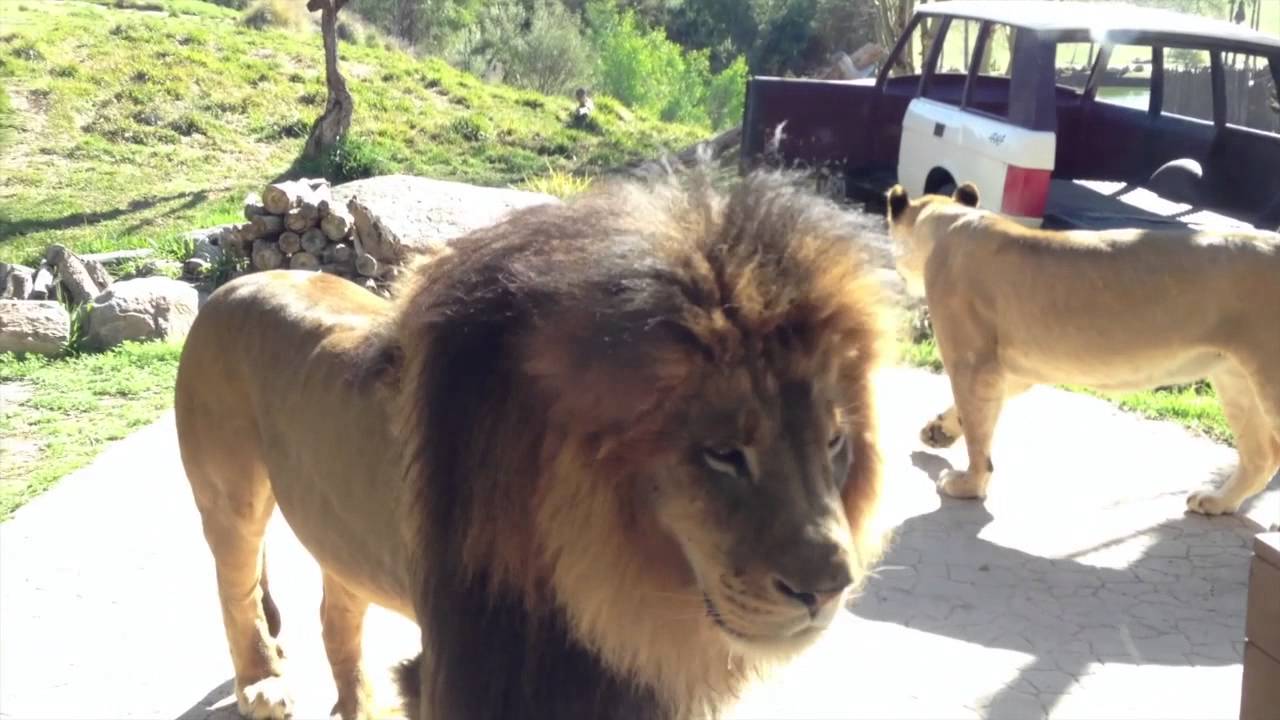 Lions Come to Say Hello - YouTube
