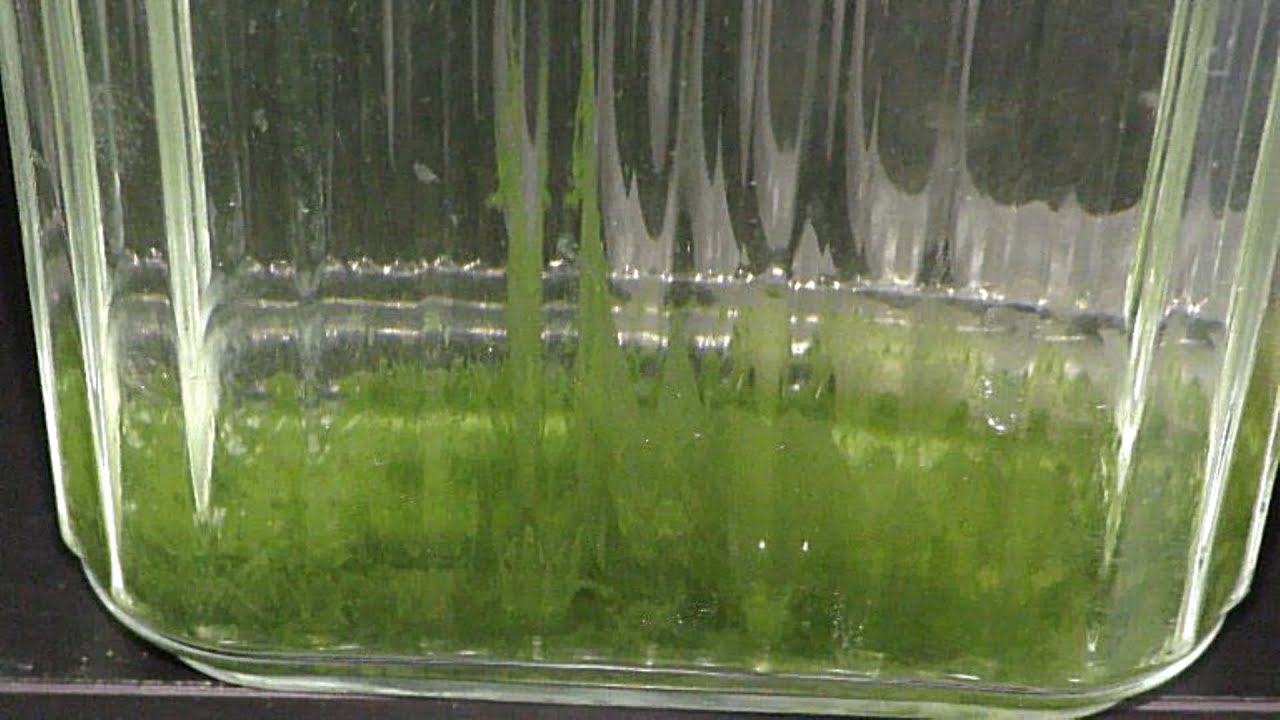 Aged Water For Aquariums - YouTube