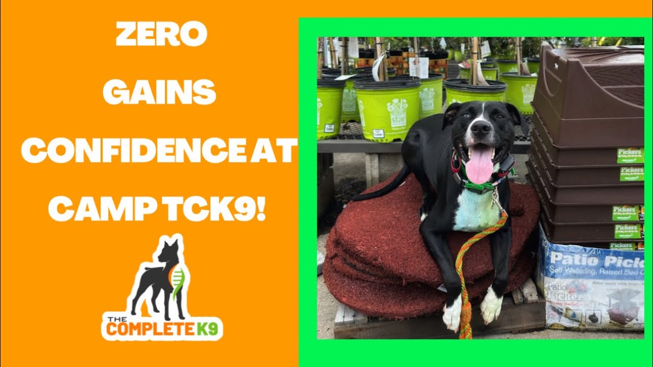 The Complete K9 - Zero 2 Year Old Pit Mix Gains Confidence At Camp TCK9 ...