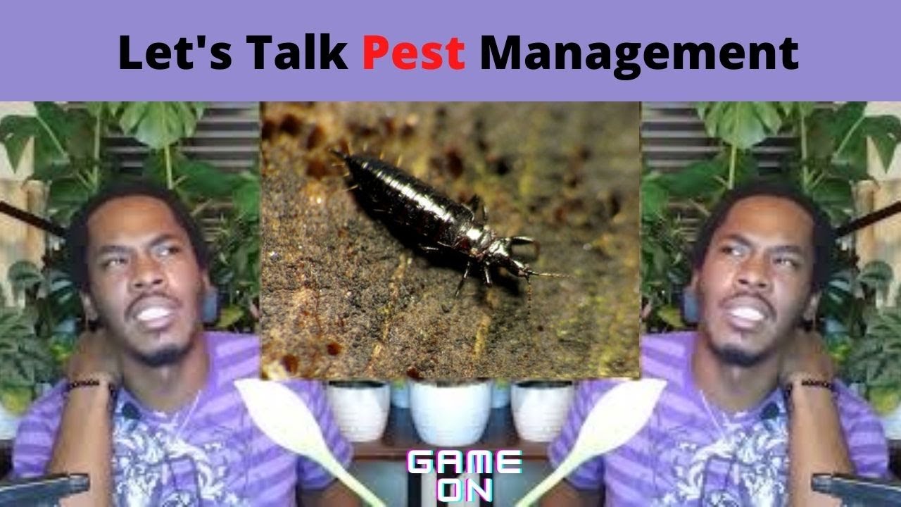 Let's Talk Pest Management!!! - YouTube