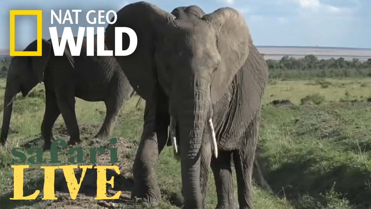 Safari Live - Day 34 | Nat Geo WILD - YouTube