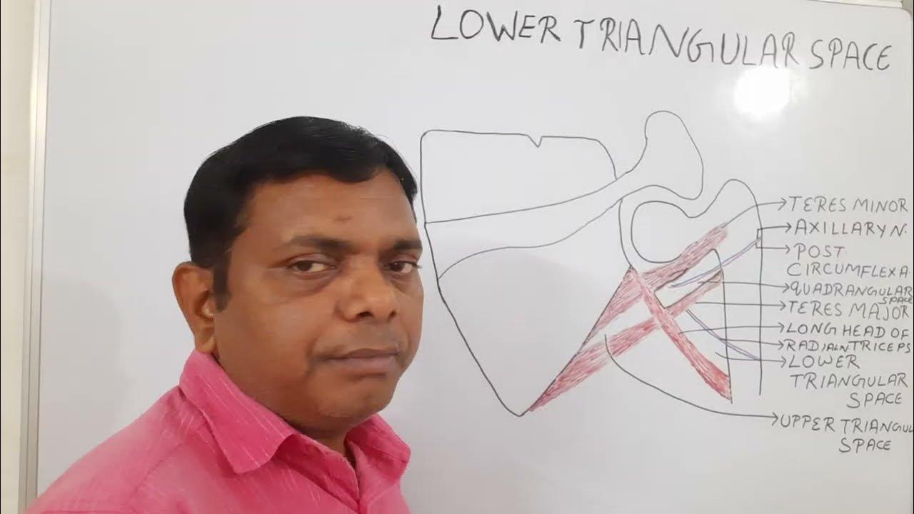 LOWER TRIANGULAR SPACE//ANATOMY LECTURE OF UPPER LIMB - YouTube