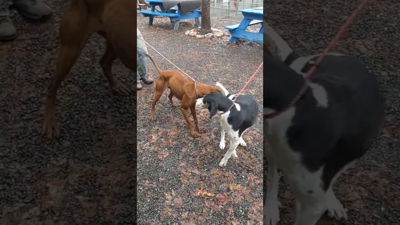 Mason dog introduction - YouTube