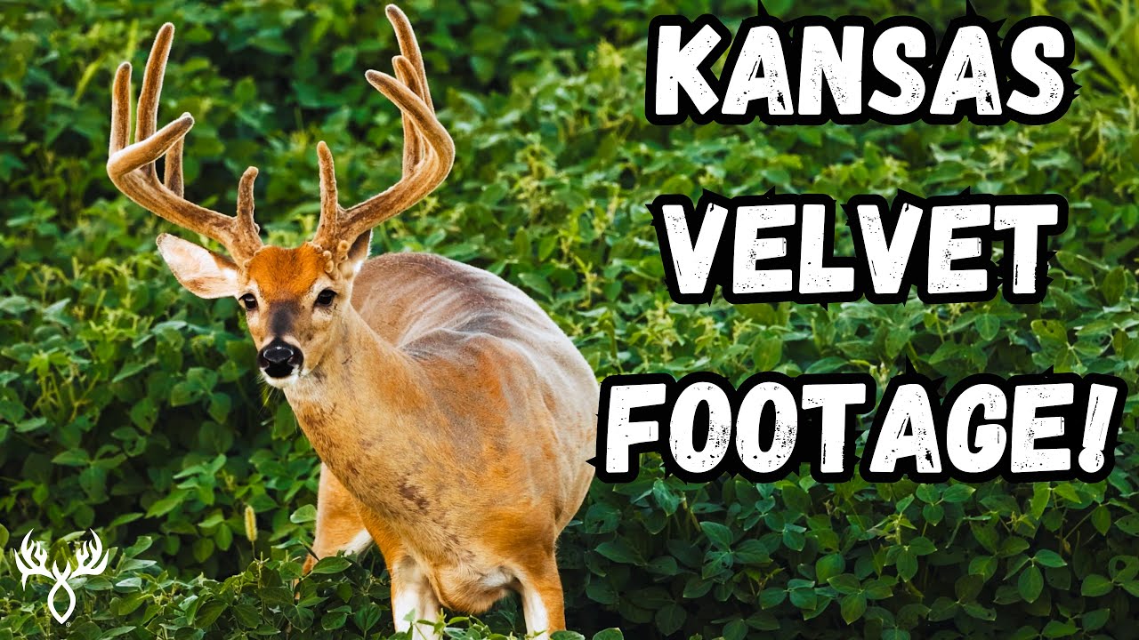 Filming a 190" Velvet Buck in Kansas! - YouTube