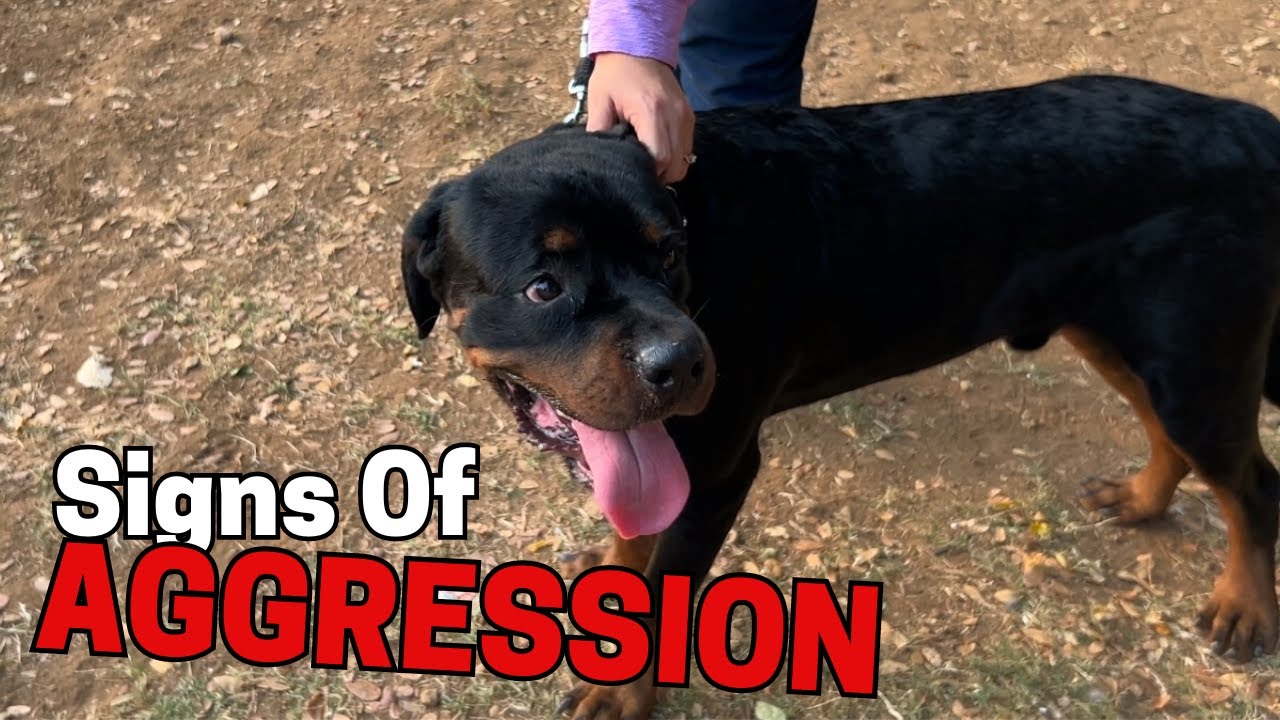 Signs That Your Dog Is Aggressive - YouTube