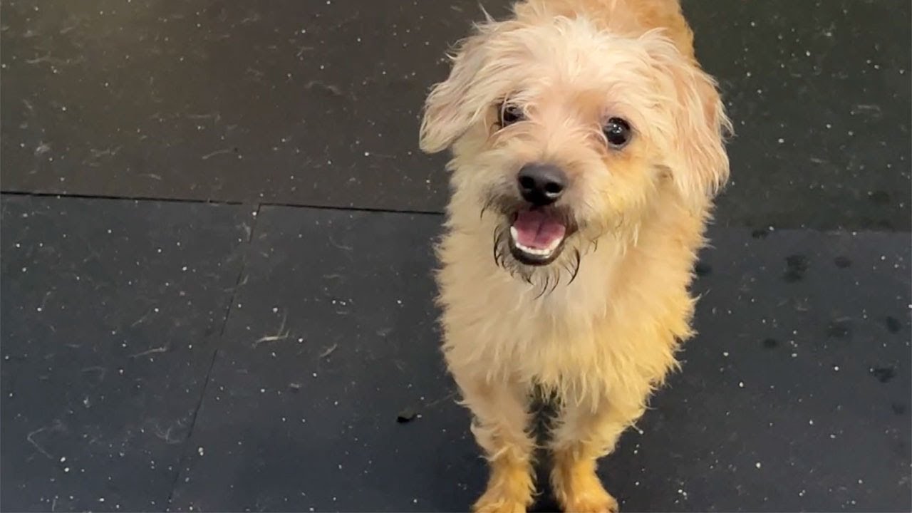 Authorities seek public's help after 24 dogs rescued from abandoned lot ...