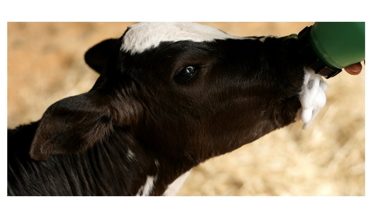 Bottle feeding calves - YouTube