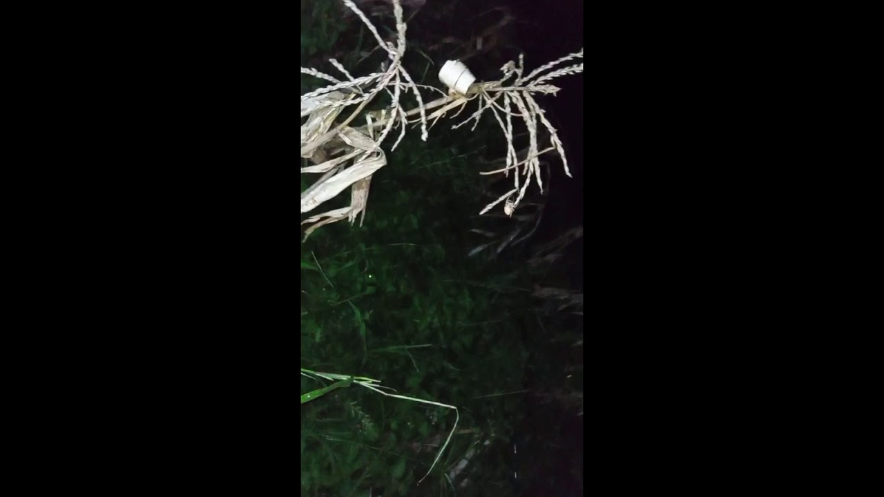 Spider Night Hunting Madame kaya Watch and Enjoy - YouTube