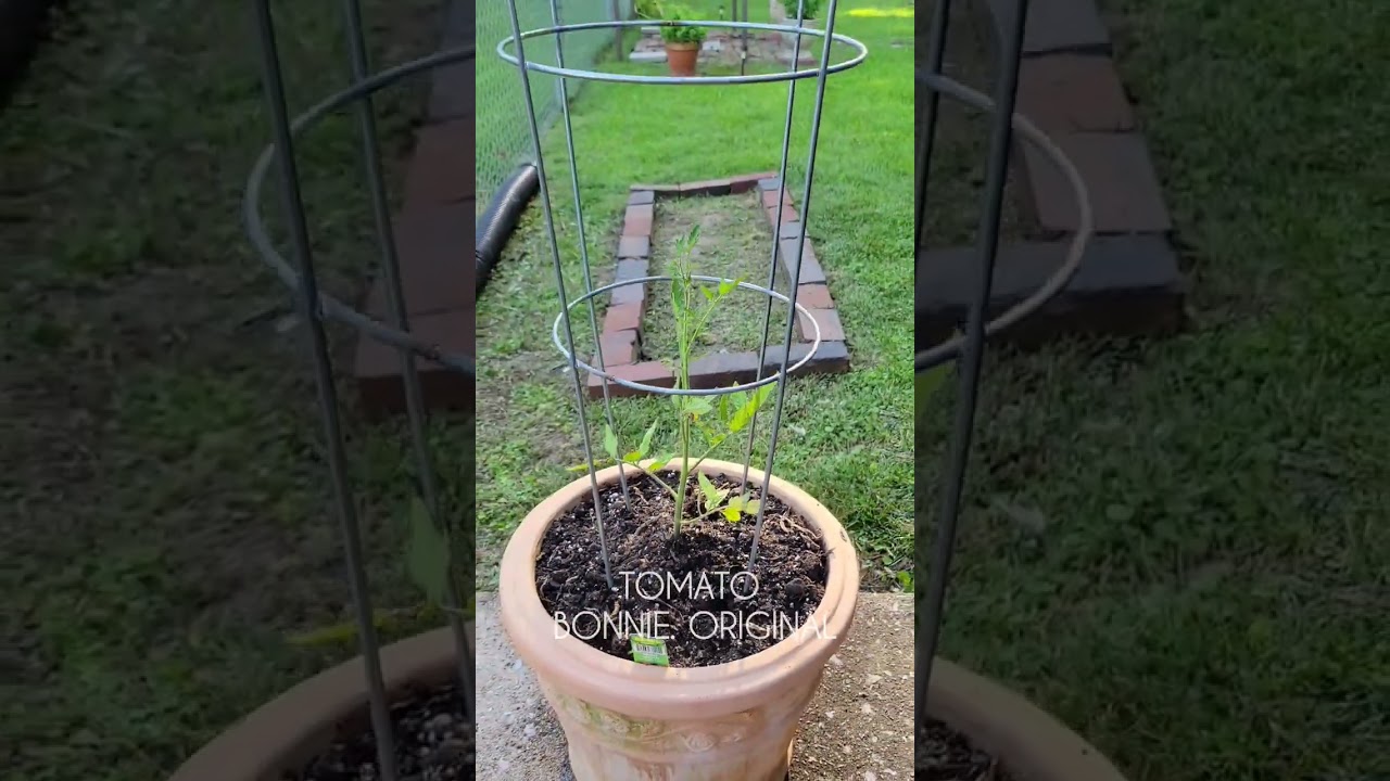 Bonnie Original Tomato Before And After - YouTube