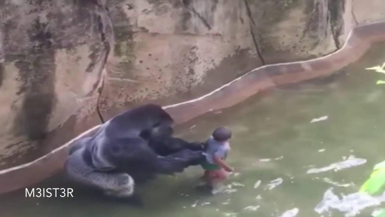 HARAMBE MEME VINE [HILARIOUS AND ORIGINAL] (GONE WRONG) [ON STERIODS ...