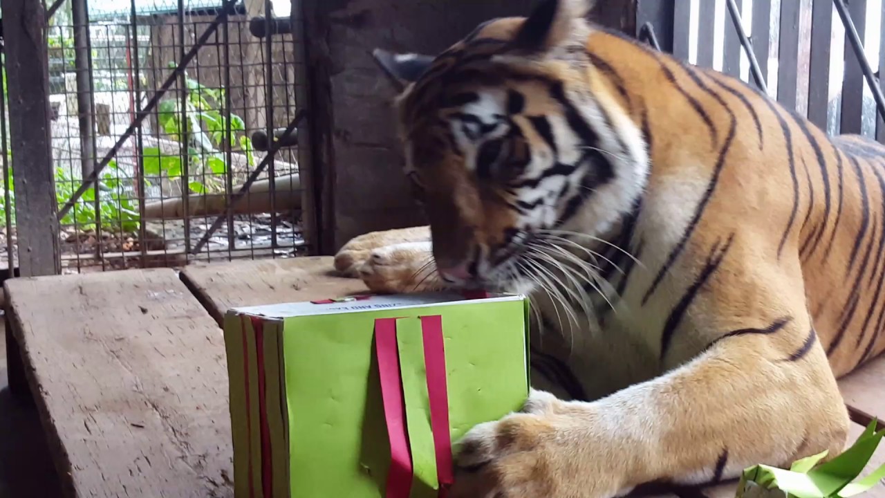 Tiger opens Christmas present! - YouTube
